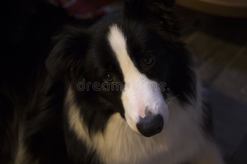 Chien Border Collie Noir Et Blanc Image stock - Image du regard, noir ...