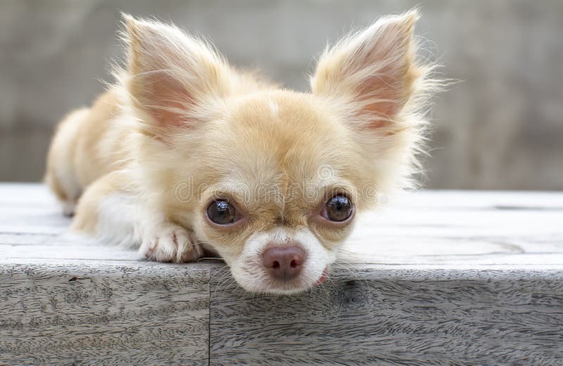 7,411 Chiwawa Brun Mignon Photos libres de droits et gratuites de ...