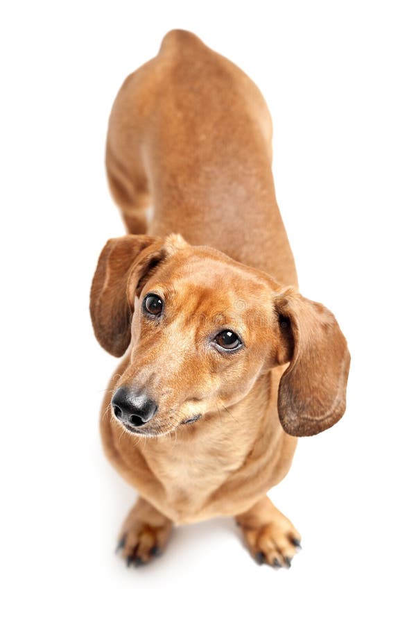 Chien De Teckel De Brown Dans Un Chapeau D'anniversaire Photo stock ...