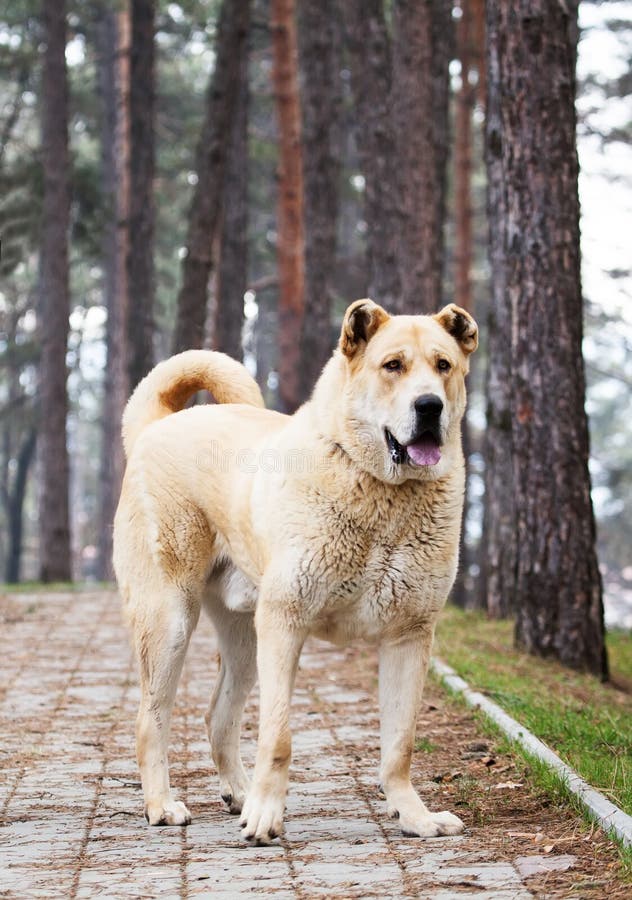 Chien d'Alabai image stock. Image du purebred, animal - 48512581