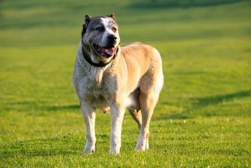 2,578 Photos de Chien D Alabai - Photos de stock gratuites et libres de ...