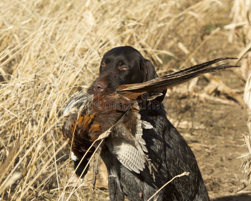 Chien D'arme à Feu Avec Un Faisan Photo stock - Image du indicateur ...