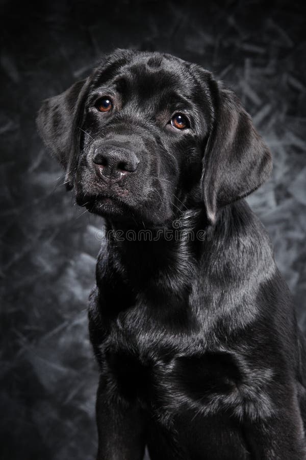 Chiot De Labrador Retriever Sur Le Fond Noir Photo Stock Image Du