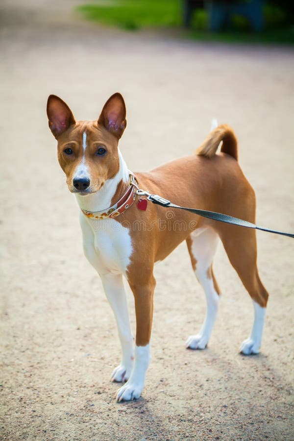Chien De Basenji Sur Une Avance Photo stock - Image du pédigrée, avance ...