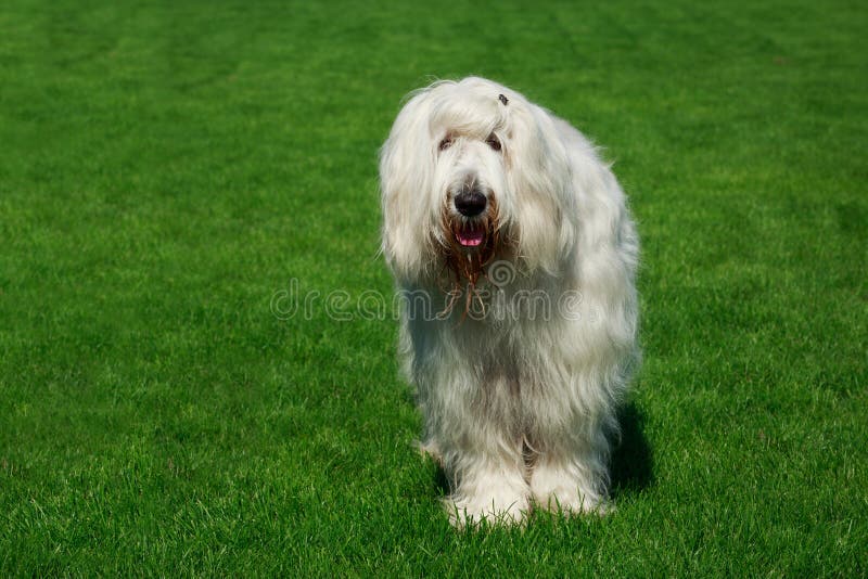 Chien De Berger Russe Du Sud De Race De Chien Photo stock - Image du ...
