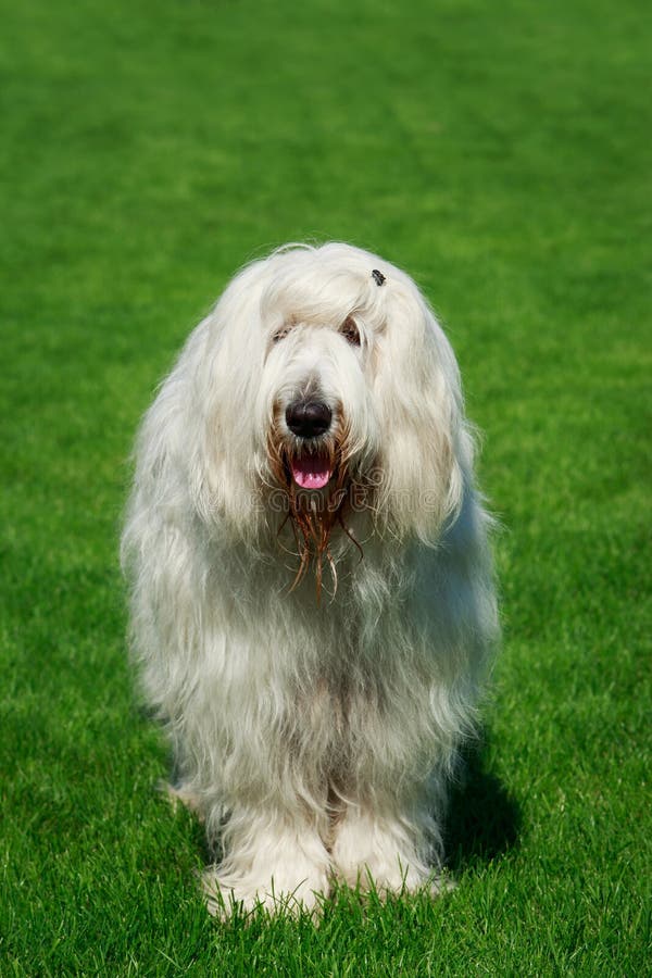 Chien De Berger Russe Du Sud De Race De Chien Image stock - Image du ...