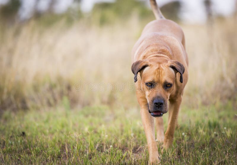 Chien de Boerboel photo stock. Image du geste, protecteur - 33702062