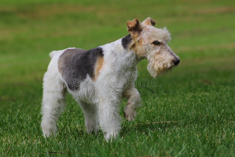 Gallois Terrier Typique Dans Un Jardin D'été Photo stock - Image du ...
