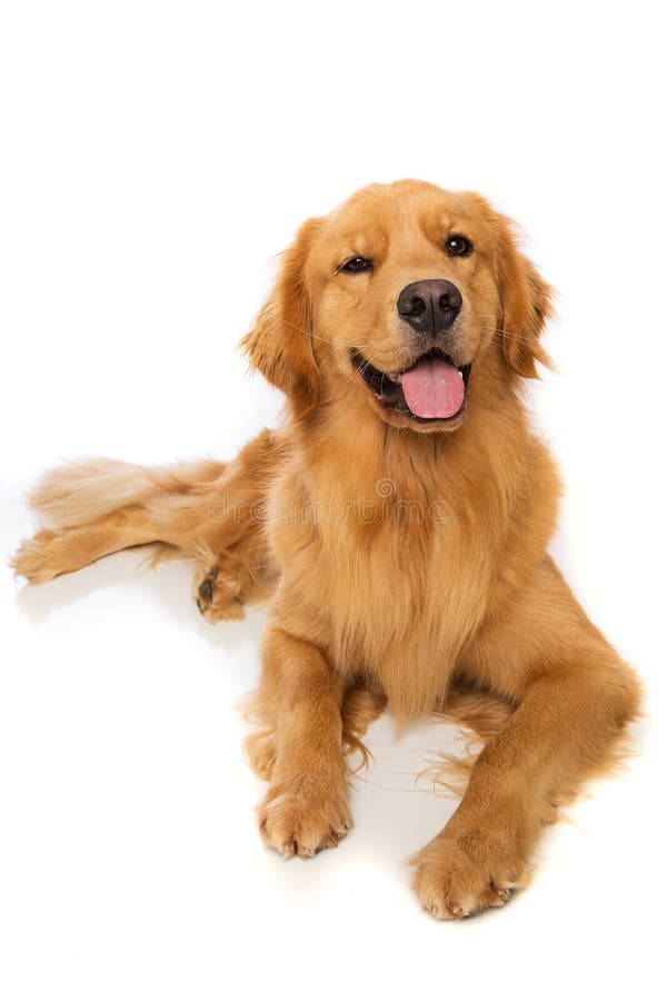 Chien Golden Retriever photo stock. Image du mignon, down - 33655970