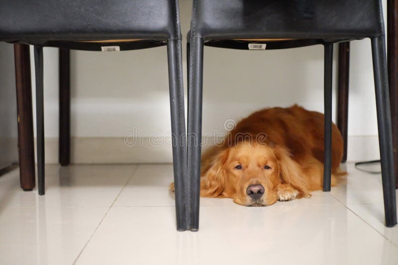 Un Chien De Golden Retriever Se Couchant Sur Le Plancher Photo stock ...