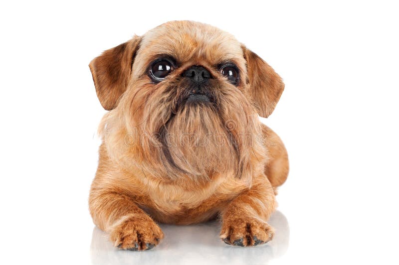 Chien De Griffon De Bruxelles Se Couchant Photo stock - Image du ...