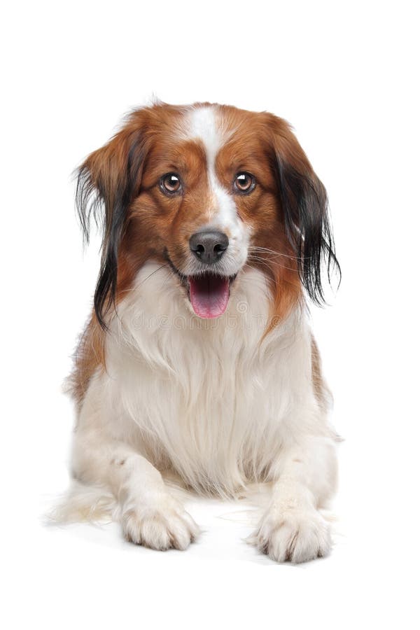 Chien de Kooiker image stock. Image du canin, domestiqué - 24481091