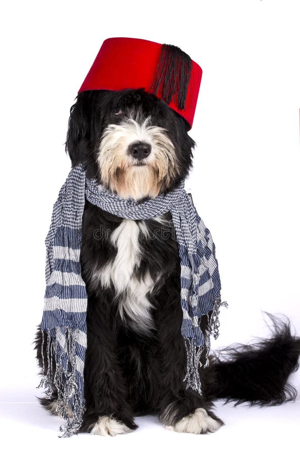 Chien arabe image stock. Image du gourmet, aimable, corde - 29815133