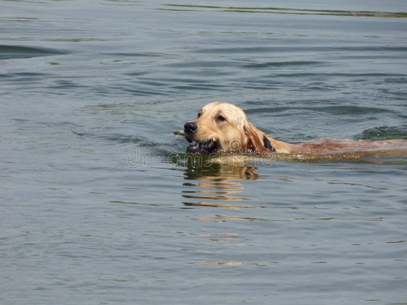 Chien Humide De Labrador Retriever Photo stock - Image du crabots ...