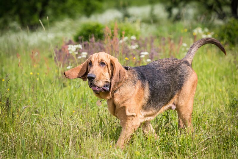 Chien De Limier De Pur Sang Image stock - Image du herbe, campagne ...