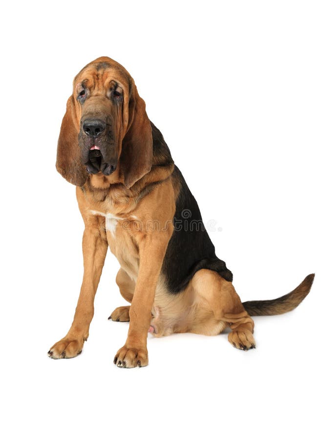 Mois De Chiot Du Limier 8 De Race Vieux Avec De Beaux Yeux Image stock ...