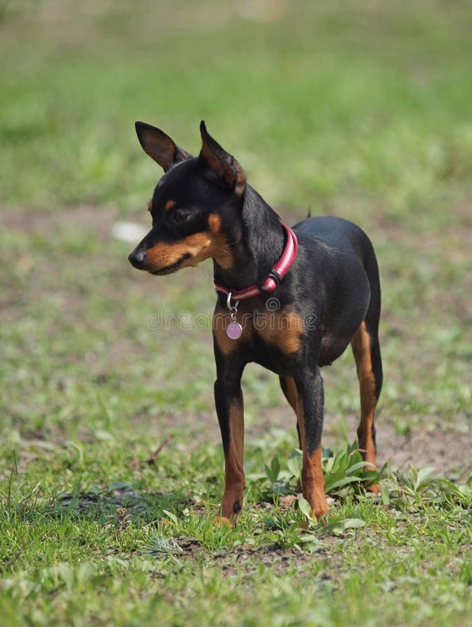 Chien De Race De Ratier De Prague Photo stock - Image du prague, race ...