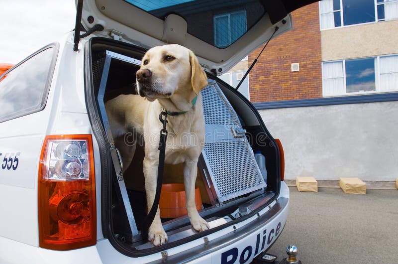 Chien Renifleur image stock. Image du mammifère, module - 42527141