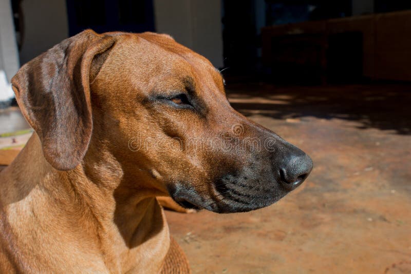 Chien de Rhodesian photo stock. Image du beauté, brun - 43733612