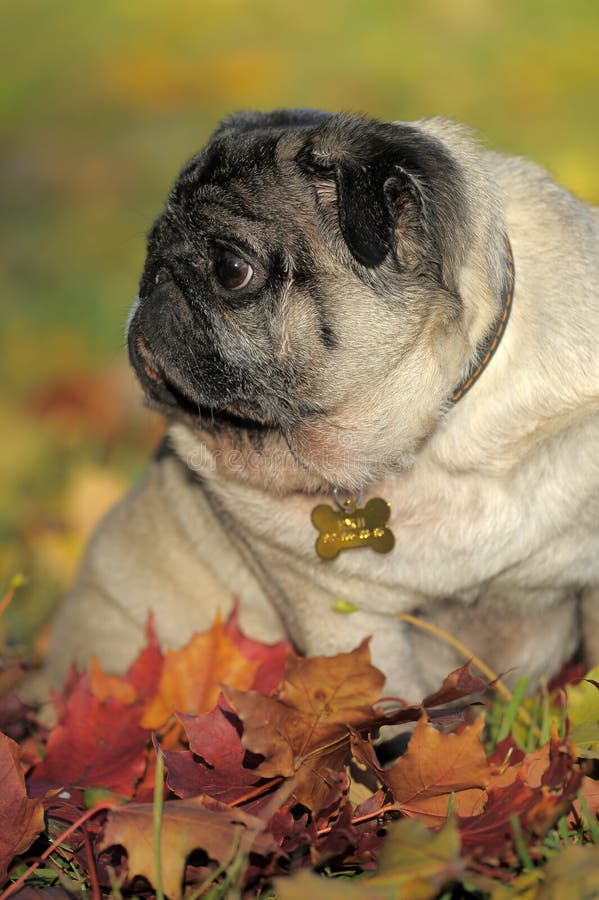 Chien de roquet image stock. Image du mammifère, patience - 34231477