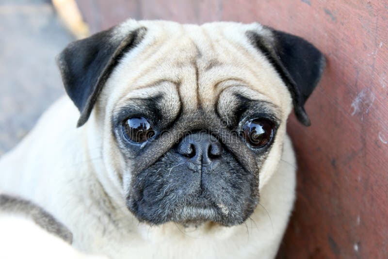 Chien De Roquet Looing Pour Quelqu'un Image stock - Image du été, seul ...