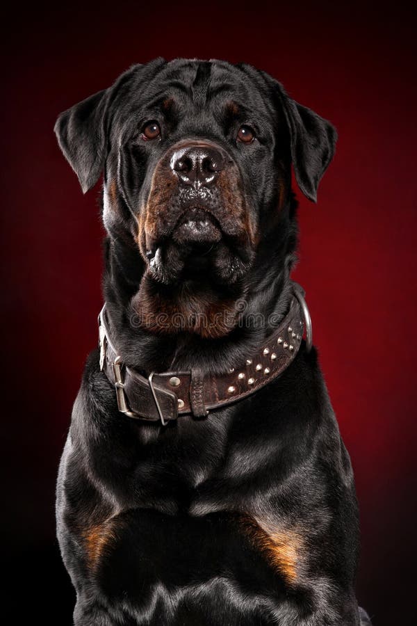 Chien De Rottweiler Sur Le Backround Rouge Photo stock - Image du race ...