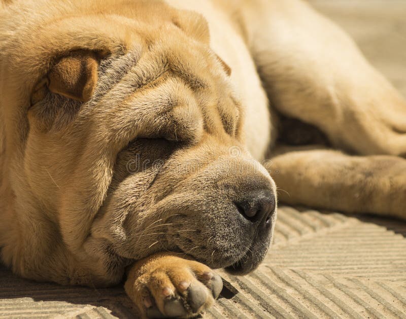 Chien de Shar Pei photo stock. Image du crabot, sommeil - 34830372