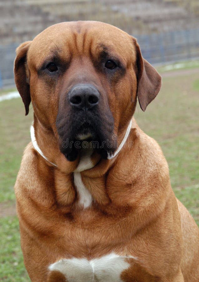 Chien de Tosa Inu image stock. Image du japon, verticale - 33686707