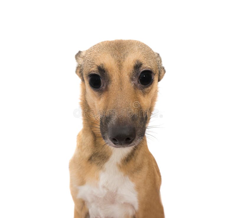 Museau drôle de chien image stock. Image du race, pets - 47007035