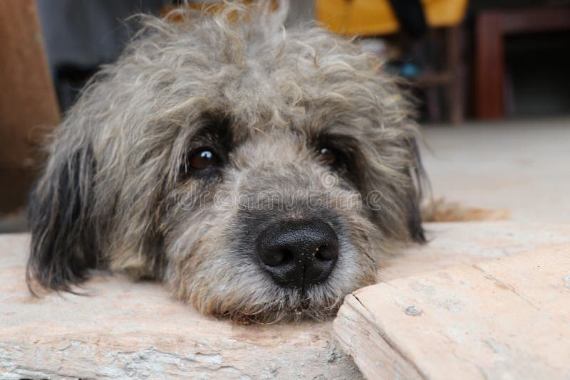 Chien endormi photo stock. Image du sommeil, crabot - 160952924