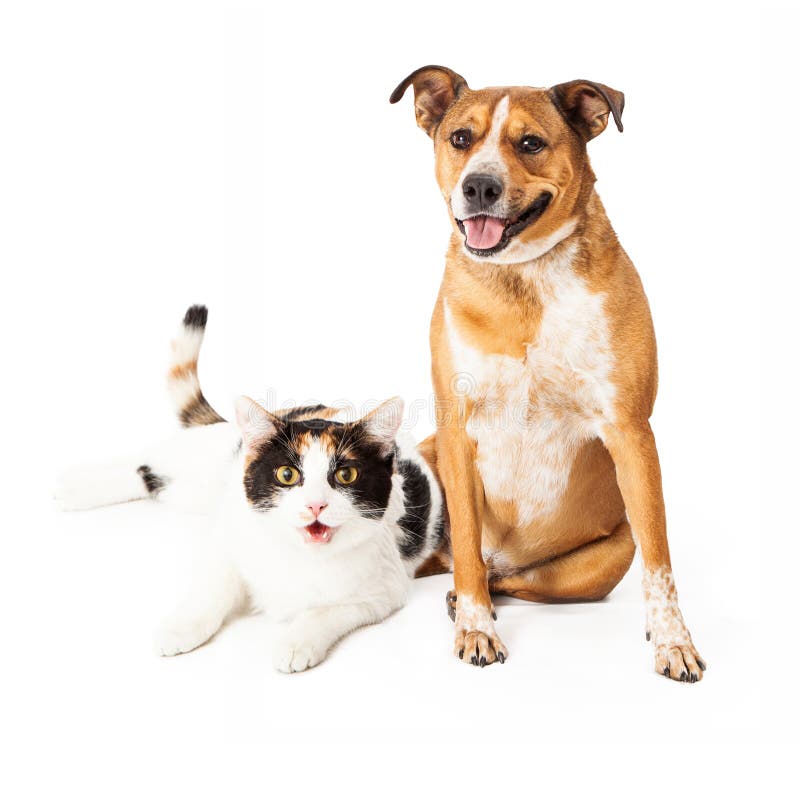 Chien Et Chat Heureux Ensemble Photo stock - Image du langue, félin ...
