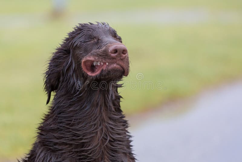 Regard Muet Idiot Fou De Fisheye De Chien Image stock - Image du bâton ...