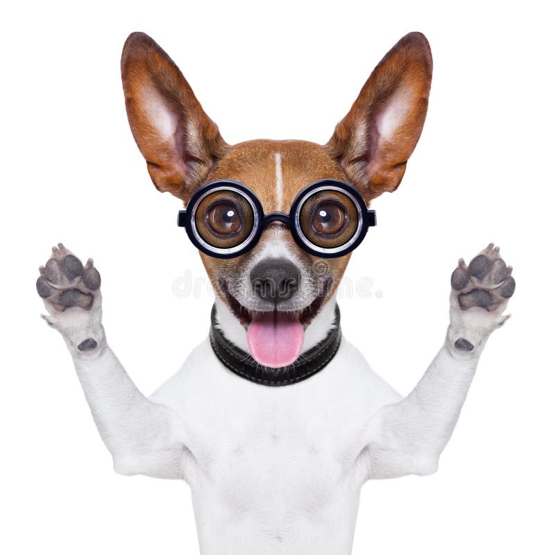 Chien Idiot Fou Drôle De Carnaval Photo stock - Image du isolement ...