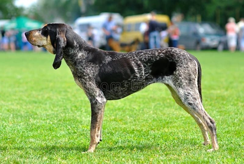 Chien. Grand gascon bleu image stock. Image du pedigree - 35415927