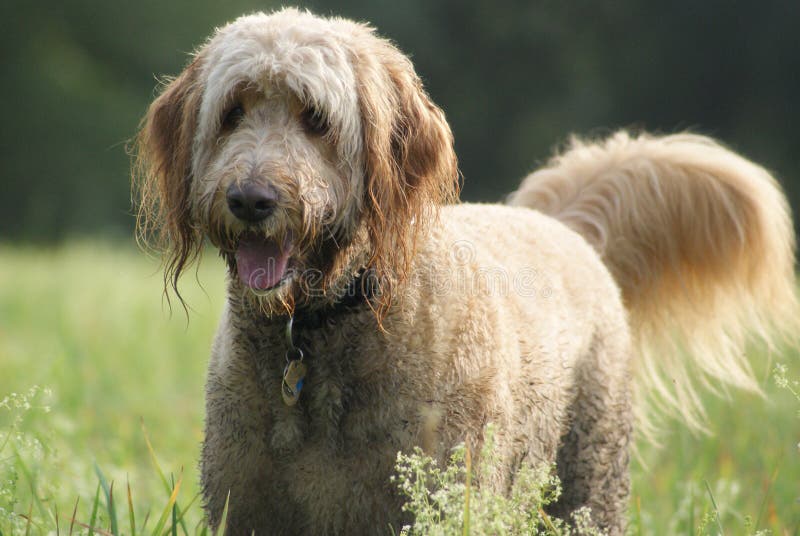 Chien Heureux De Goldendoodle Photo stock - Image du arrière, herbeux ...