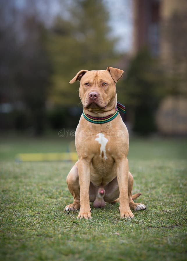 Chien Terrier Pit Bull Jaune Allongé Sur L'herbe Image stock - Image of ...