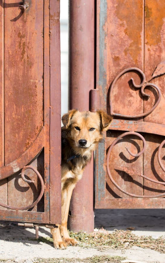 Chien Jetant Un Coup D'oeil Hors De La Porte Image stock - Image du ...