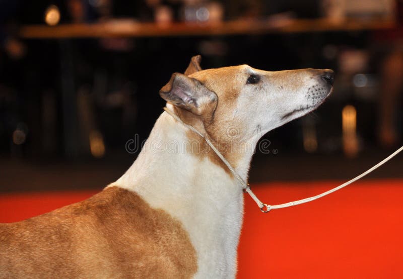 Chien lisse de colley image stock. Image du lumière, animal - 39513433