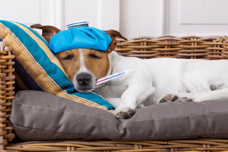 Chien Malade Avec La Fièvre Image stock - Image du froid, douleur: 33977119