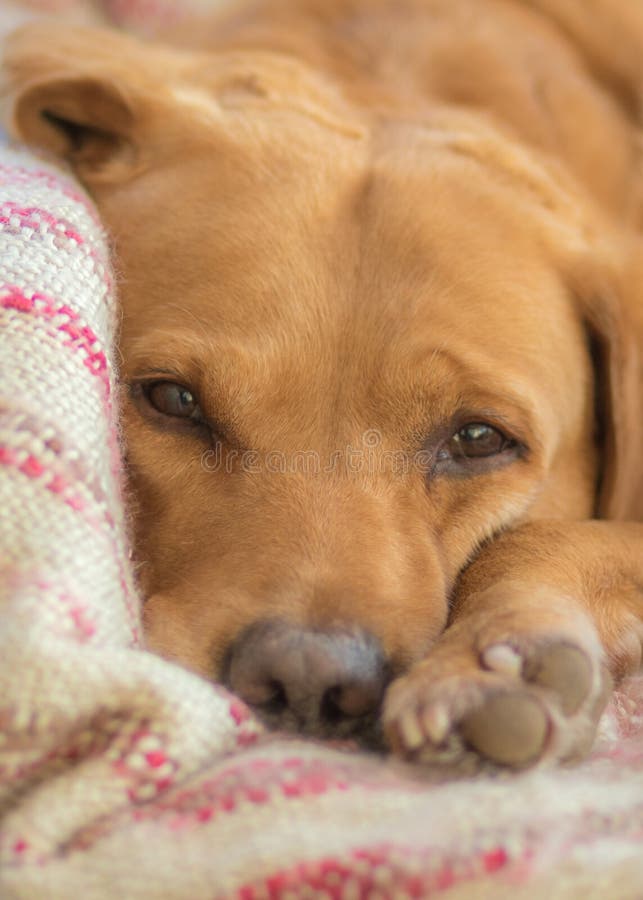 Chien Mignon Presque Endormi Image stock - Image du verticale, cabot ...