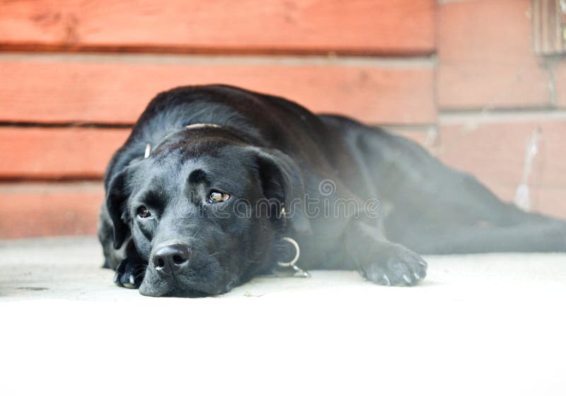 Chien Noir Assez Triste Labrador Photo stock - Image du labrador, seul ...
