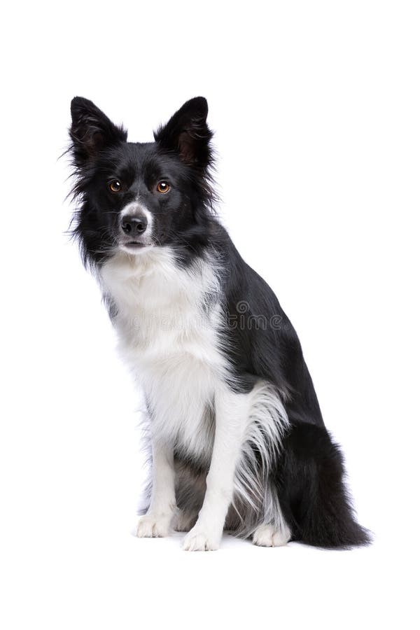 Chien Noir Et Blanc De Border Collie Photo stock - Image du canin, race ...