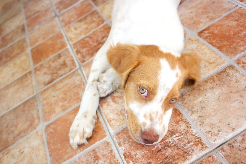 Chien paresseux image stock. Image du drôle, étage, crabot - 31477301