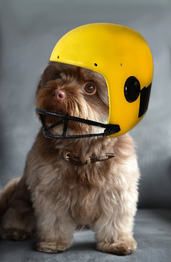 Chien fou muet image stock. Image du chef, intelligent - 63961847