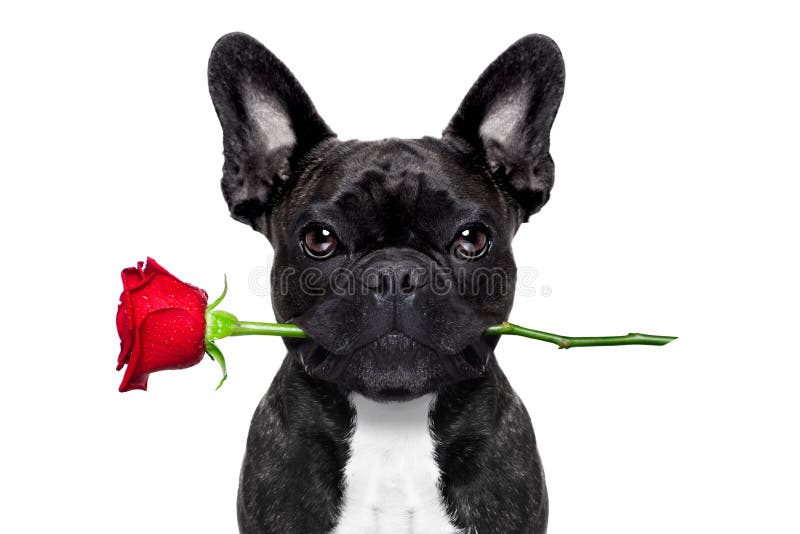 Chien Doux Avec La Rose De Rouge Photo stock - Image du crabot, fleur ...