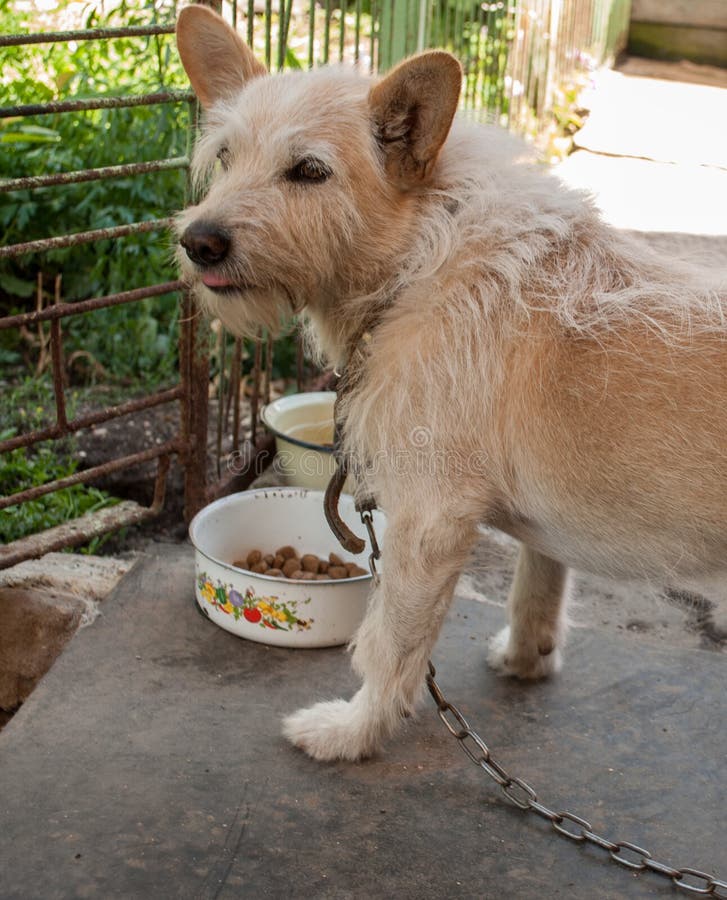 Chien roux photo stock. Image du forêt, chevelu, durées - 43581830