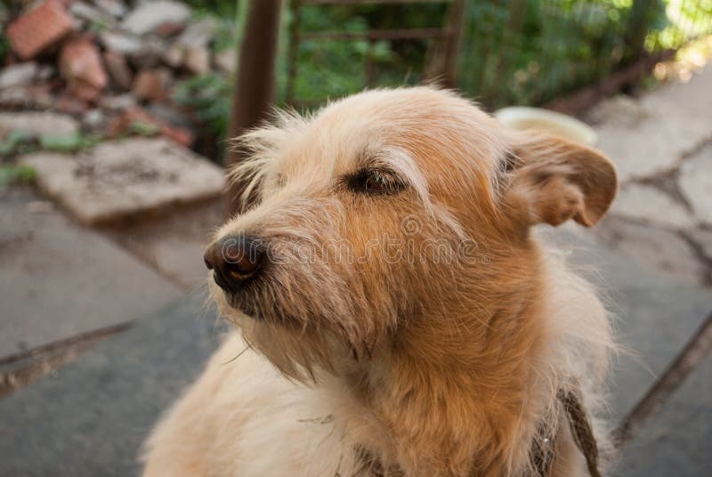 Chien roux photo stock. Image du forêt, chevelu, durées - 43581830