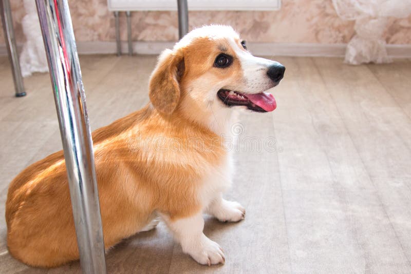 Chien Roux De Corgi De Chiot Photo stock - Image of fond, crabot: 125430662