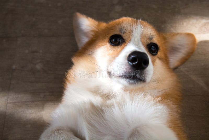 Chien Roux De Corgi De Chiot Image stock - Image du crabot, forêt ...