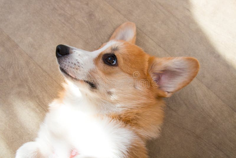 Chien Roux De Corgi De Chiot Image stock - Image du race, pièce: 125430525